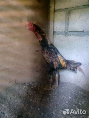 Бойцовые петухи