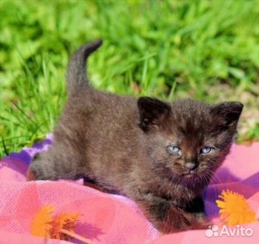 Котята кошки Шоколадки