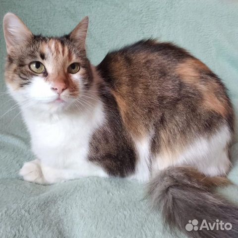 Помогите Фокси