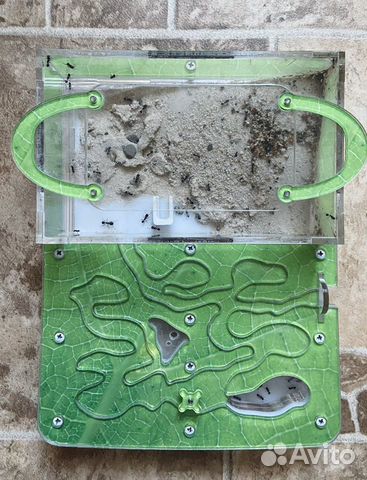 Муравьиная ферма с муравьями