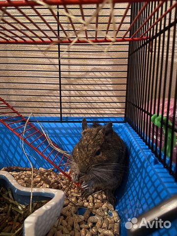 Белка дегу бесплатно