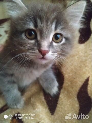 Котята в добрые руки бесплатно