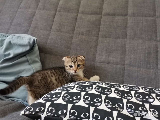 Котёнок вислоухий