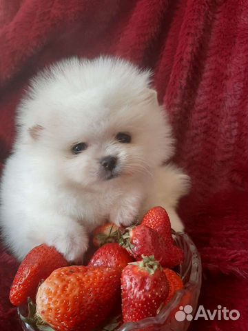 Шпиц мальчик