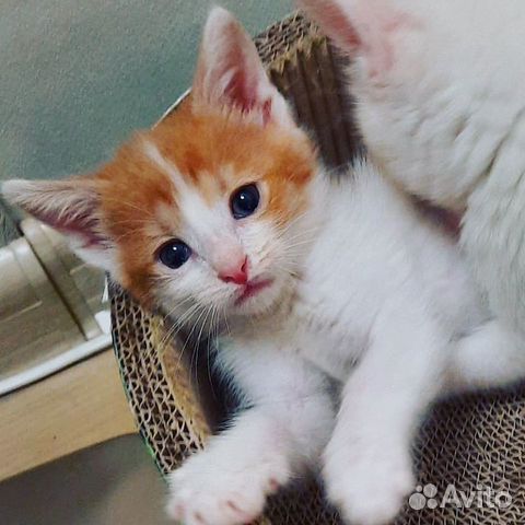 Котенок Толик в добрые руки