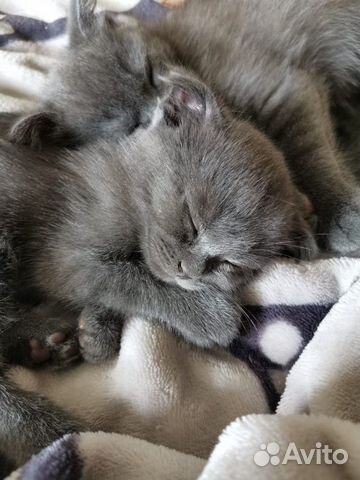 Котята британские