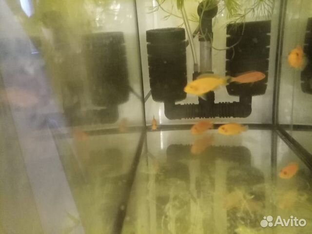 Мальки красной зебры