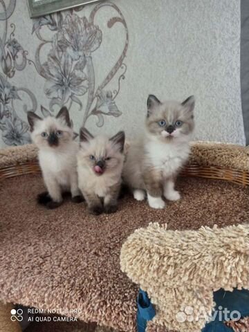 Невская маскарадная