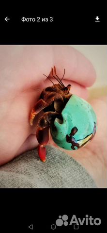 Аквариумные раки - отшельники