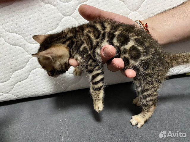 Бенгальские малыши