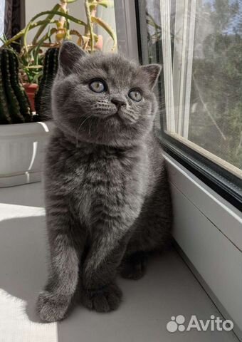 Плюшевое чудо