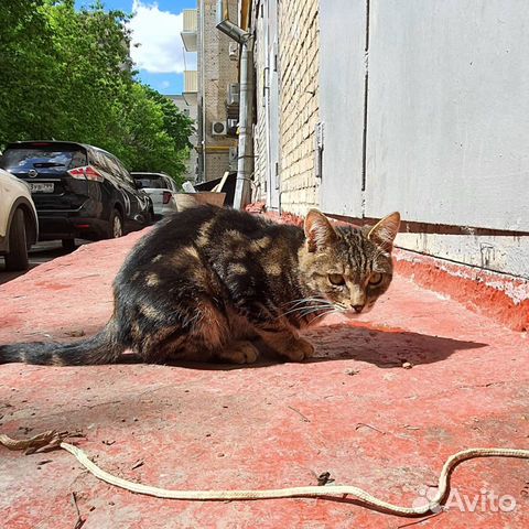 Ищет дом бывшедомашний молодой котик