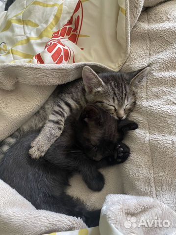 Котёнок (девочка) 3 месяца, отдадим в добрые руки