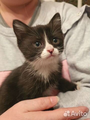Котенок ищет свои ручки
