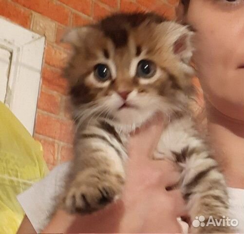 Шотландский вислоухий мальчик,1.5 мес