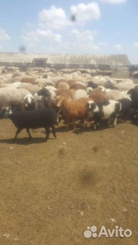 Ягнята зимние