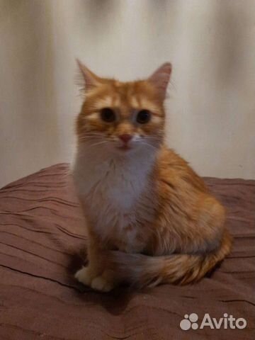 Кошка в дар