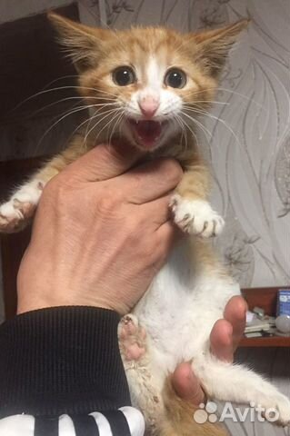 Кошка