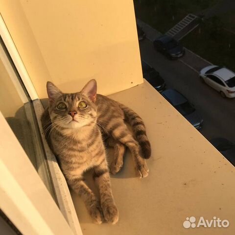 Кот Кент