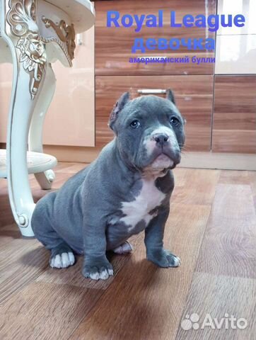 Девочка американский булли