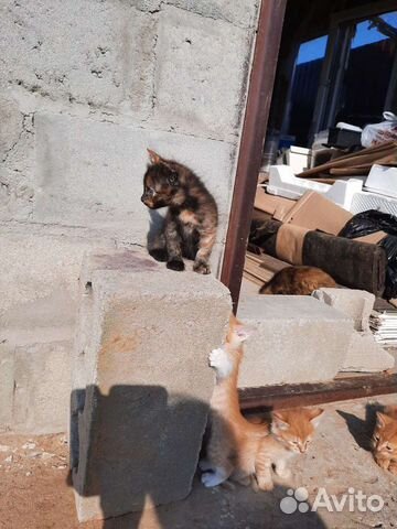 Котята в добрые руки бесплатно