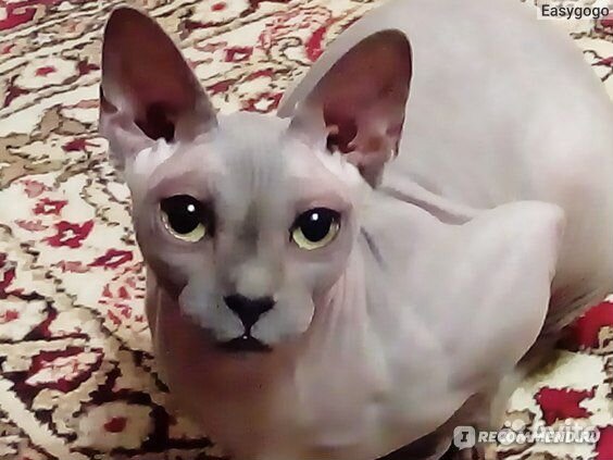 Канадский сфинкс