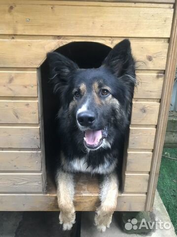 Собака в добрые руки мальчик