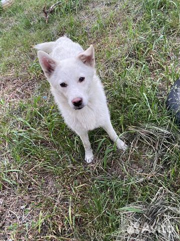 Собака добряка