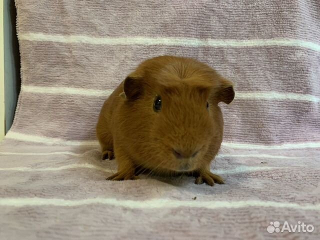 Морская свинка кабанчик крестед