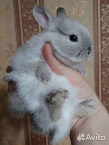 Декоративные карликовые кролики