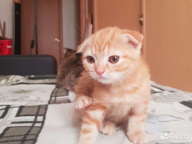 Шотландская вислоухая