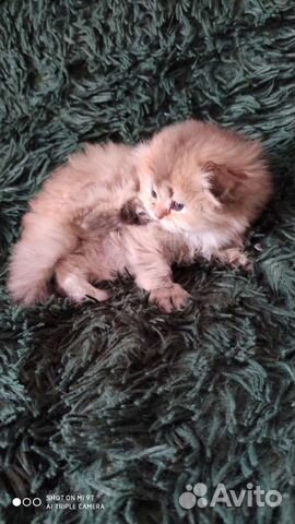 Шотландская вислоухая кошечка