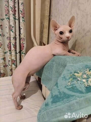 Котик бамбино