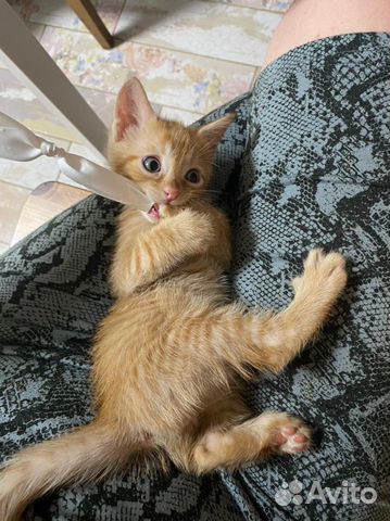 Рыжий котеное мальчишка