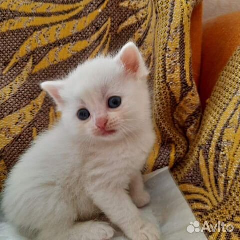 Крохотные белые и рыжие пушистики ищут дом