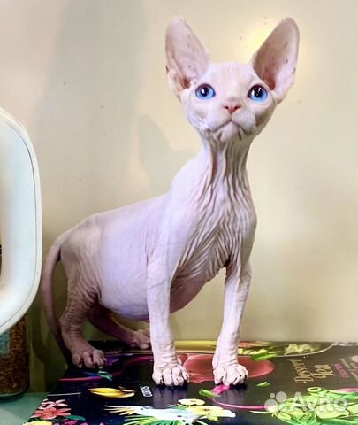 Солнечный мальчишка канадский сфинкс