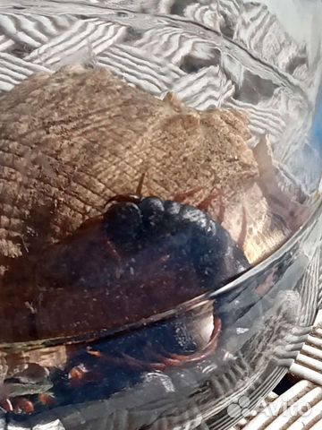 Сколопендра