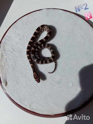 Змея. Маисовый полоз