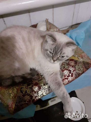 Кошка Алиса ищет дом