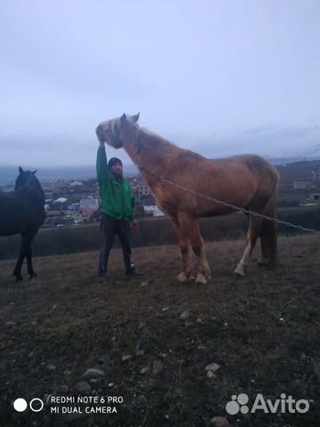 Жеребец на случку Ториец