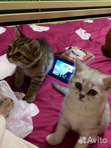 Персидска британская шиншилла