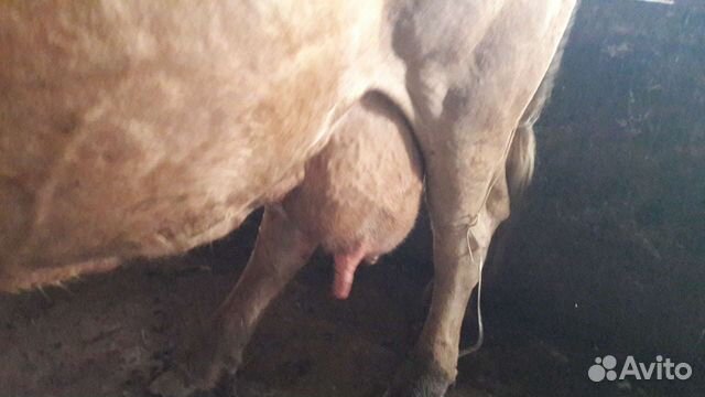 Корова высокоудойная