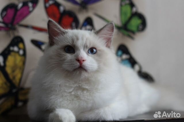 Котик рэгдолл