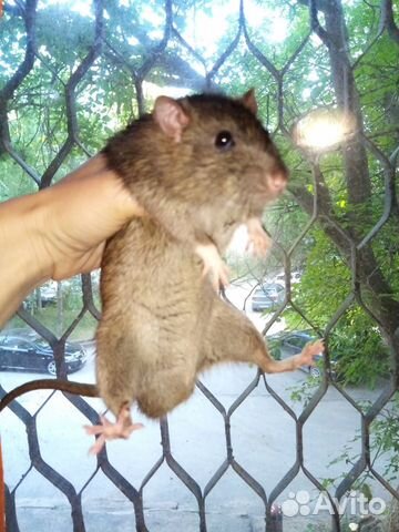 Крыса Дамбо в Добрые руки