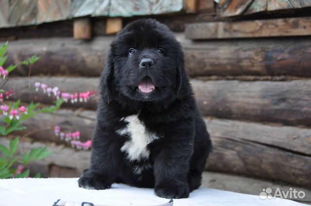 Щенки ньюфаундленда