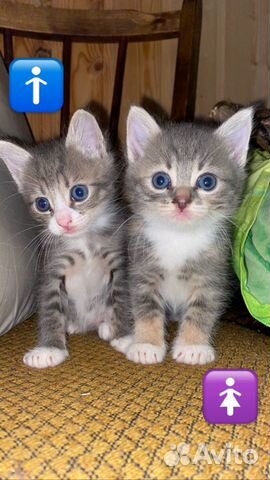 Котята обыкновенные, бесплатно