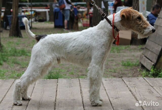 Щенки жесткошерстного фокстерьера