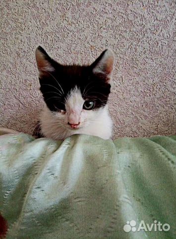 Котята в добрые руки,можете взять любого