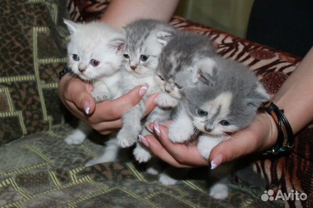 Шотландские девчонки