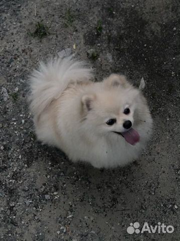 Шпиц